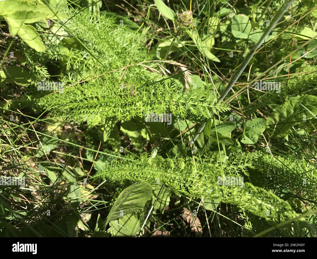 Northern Yarrow (Achillea millefolium borealis) Plantae Stock Photo - Alamy