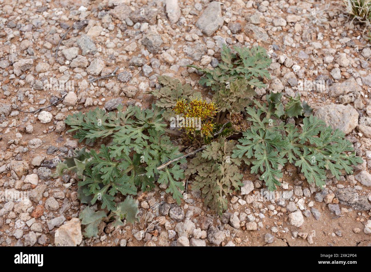 Plains Cymopterus (Cymopterus glomeratus) Plantae Stock Photo - Alamy