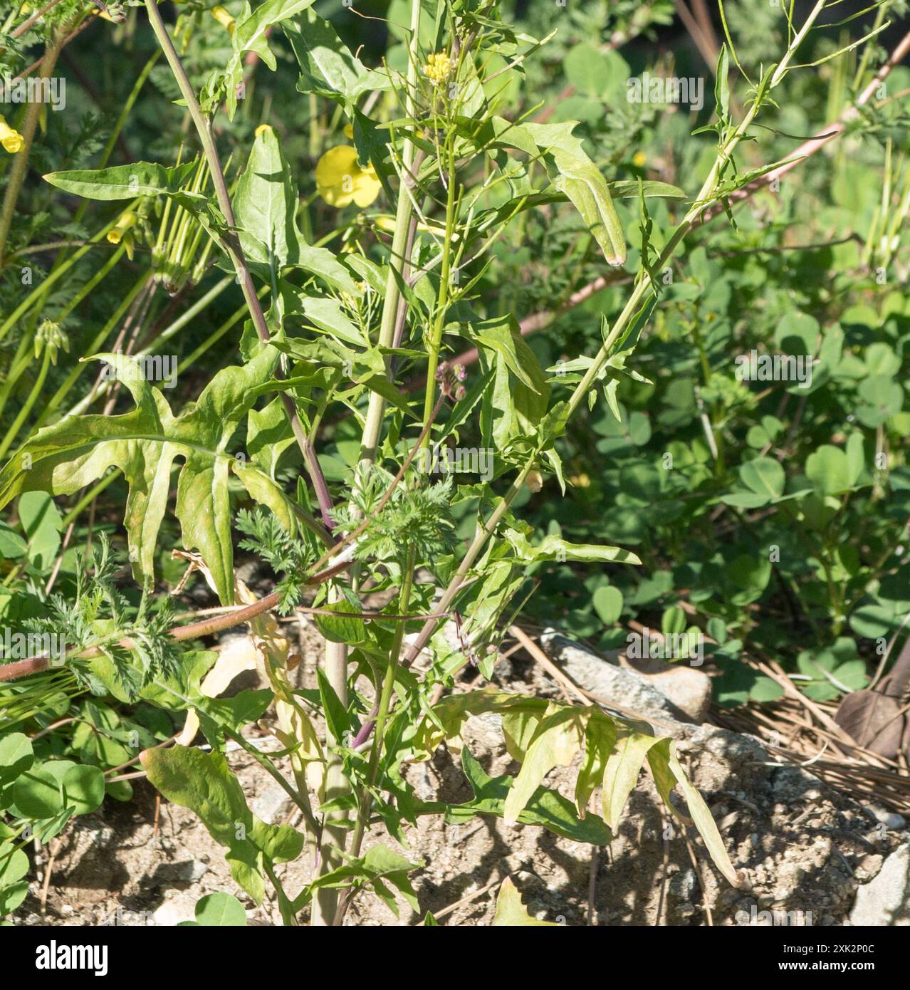 London rocket (Sisymbrium irio) Plantae Stock Photo - Alamy