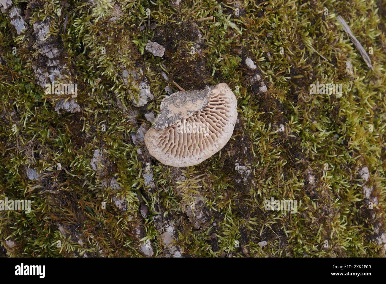 Oak mazegill (Fomitopsis quercina) Fungi Stock Photo - Alamy