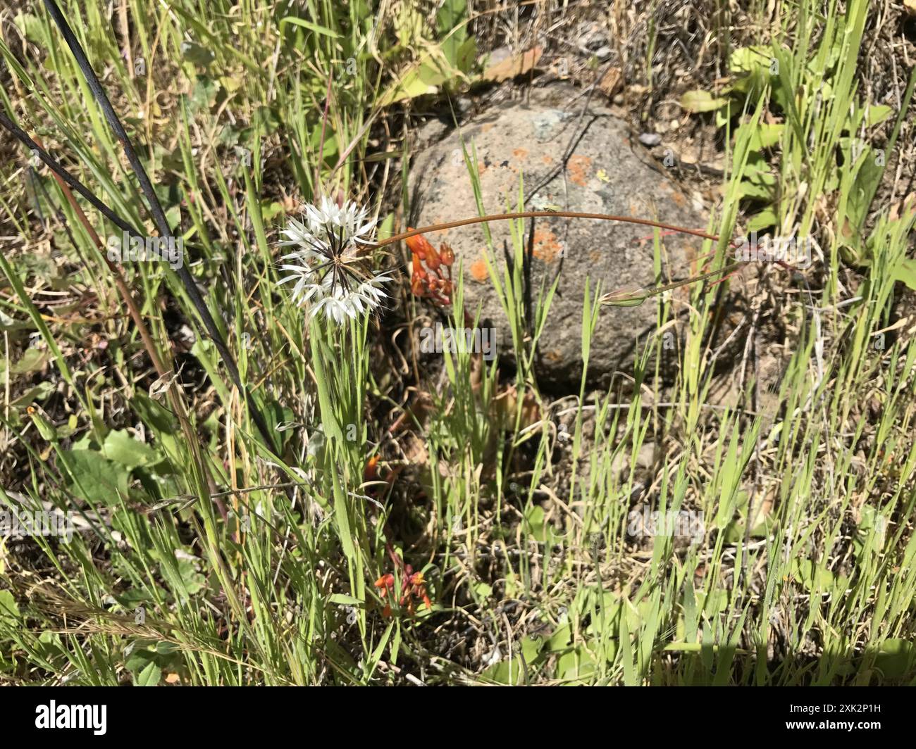silverpuffs (Uropappus lindleyi) Plantae Stock Photo - Alamy
