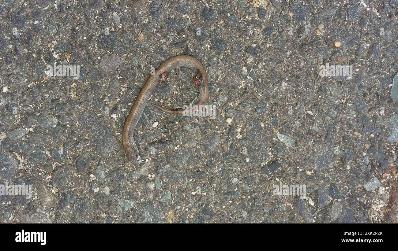 Southern Slugeater (Duberria lutrix lutrix) Reptilia Stock Photo - Alamy