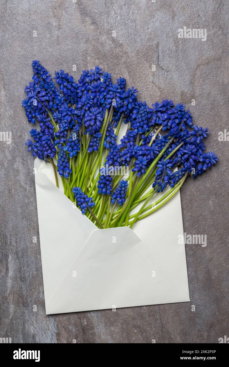 Bouquet of blue geocinths in a white envelope. Card. Congratulations on ...