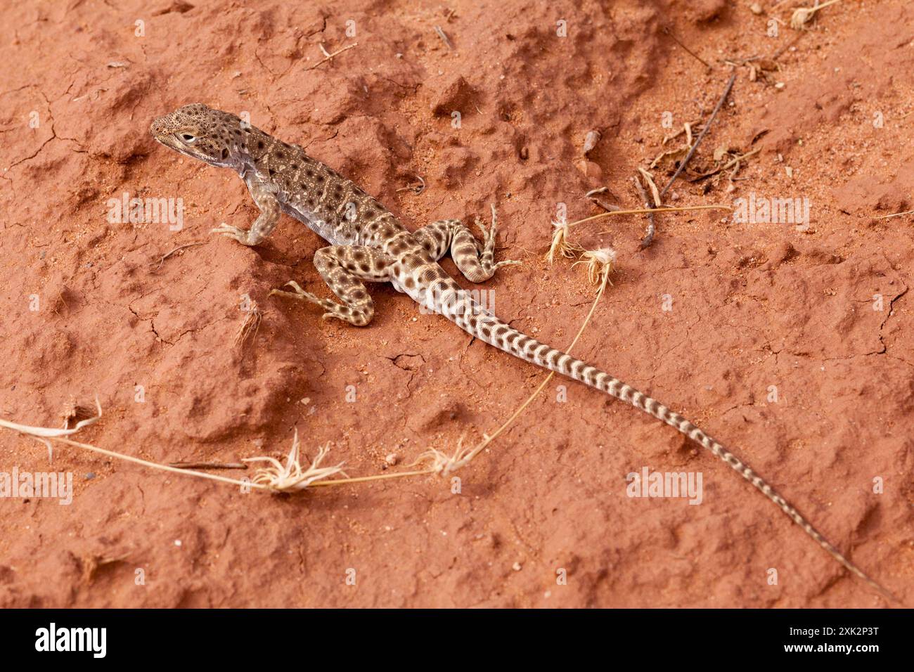 Long-nosed Leopard Lizard (Gambelia wislizenii) Reptilia Stock Photo ...