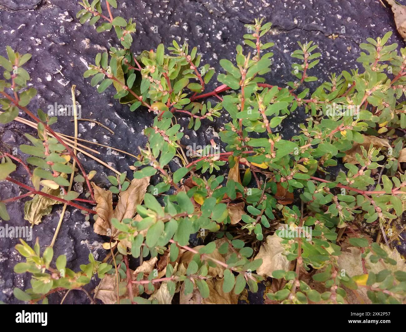 Spotted spurge (Euphorbia maculata) Plantae Stock Photo - Alamy