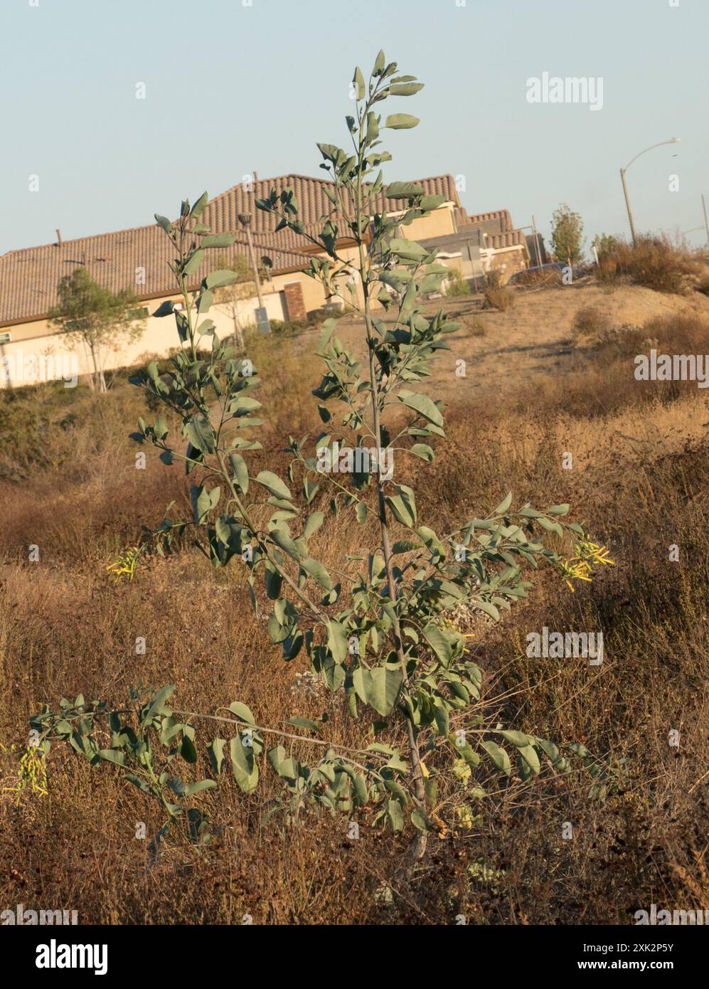 tree tobacco (Nicotiana glauca) Plantae Stock Photo - Alamy