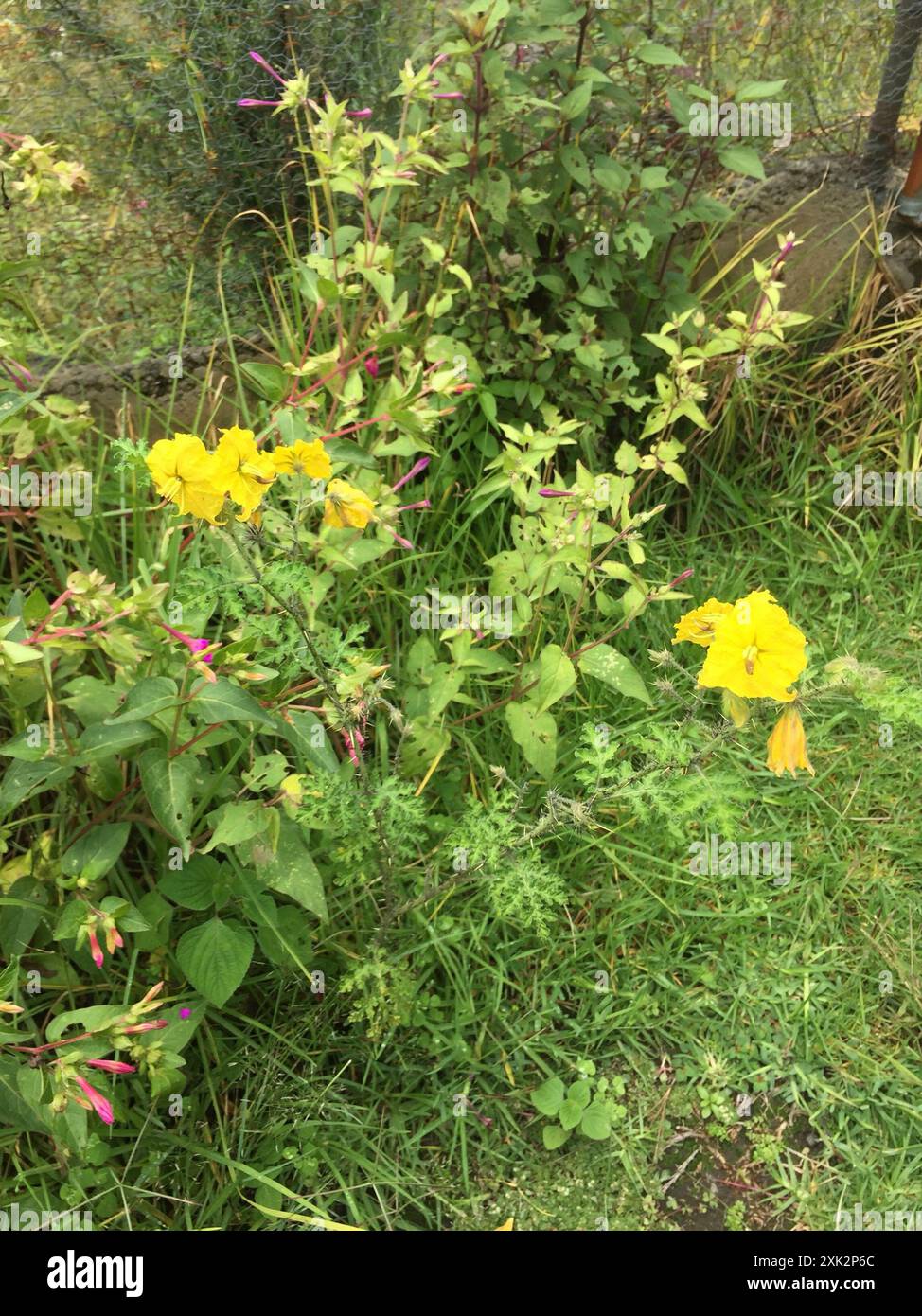 buffalo-bur (Solanum rostratum) Plantae Stock Photo - Alamy