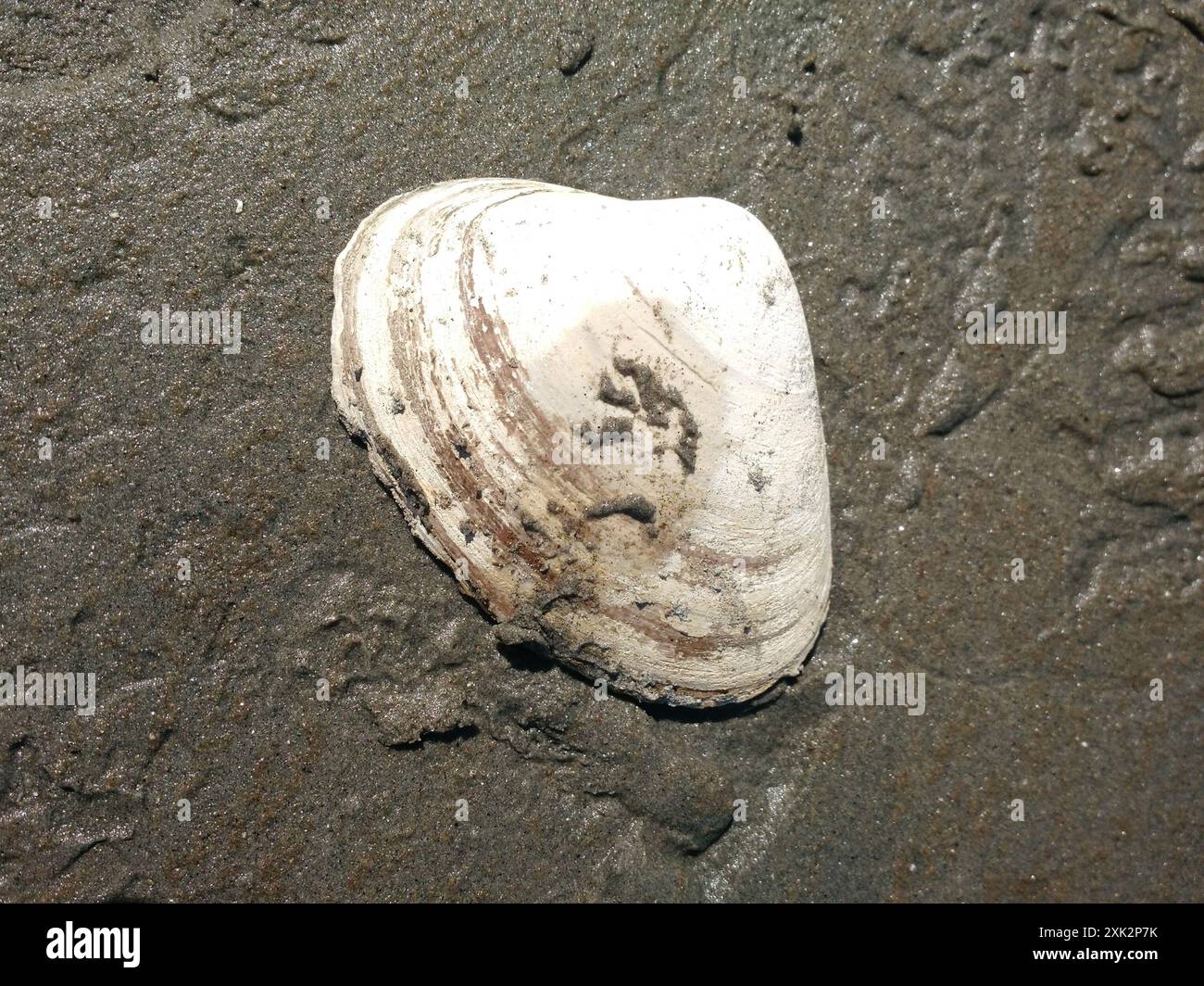 West Atlantic Surfclam (Spisula solidissima) Mollusca Stock Photo - Alamy