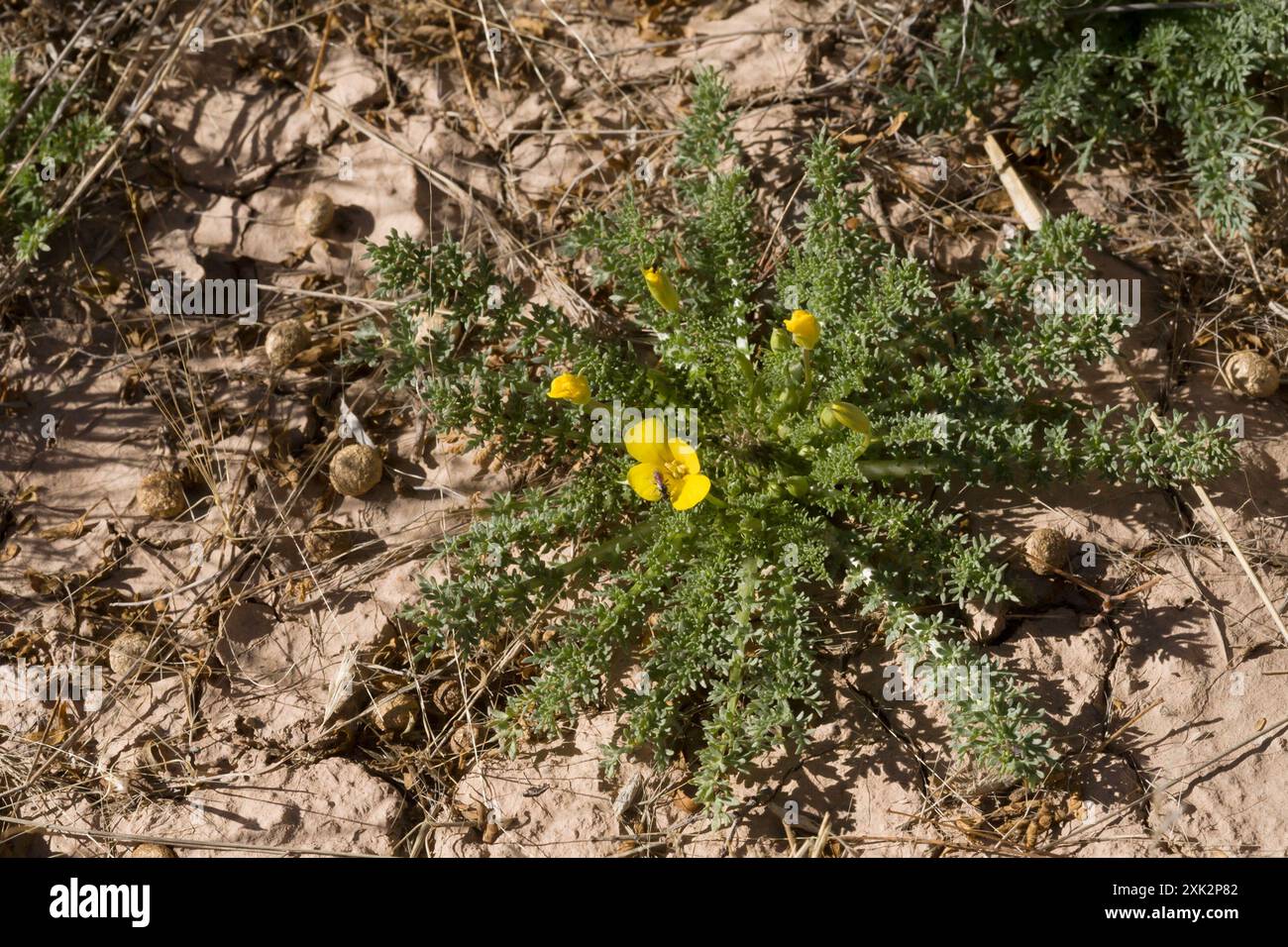 (Selenia dissecta) Plantae Stock Photo - Alamy