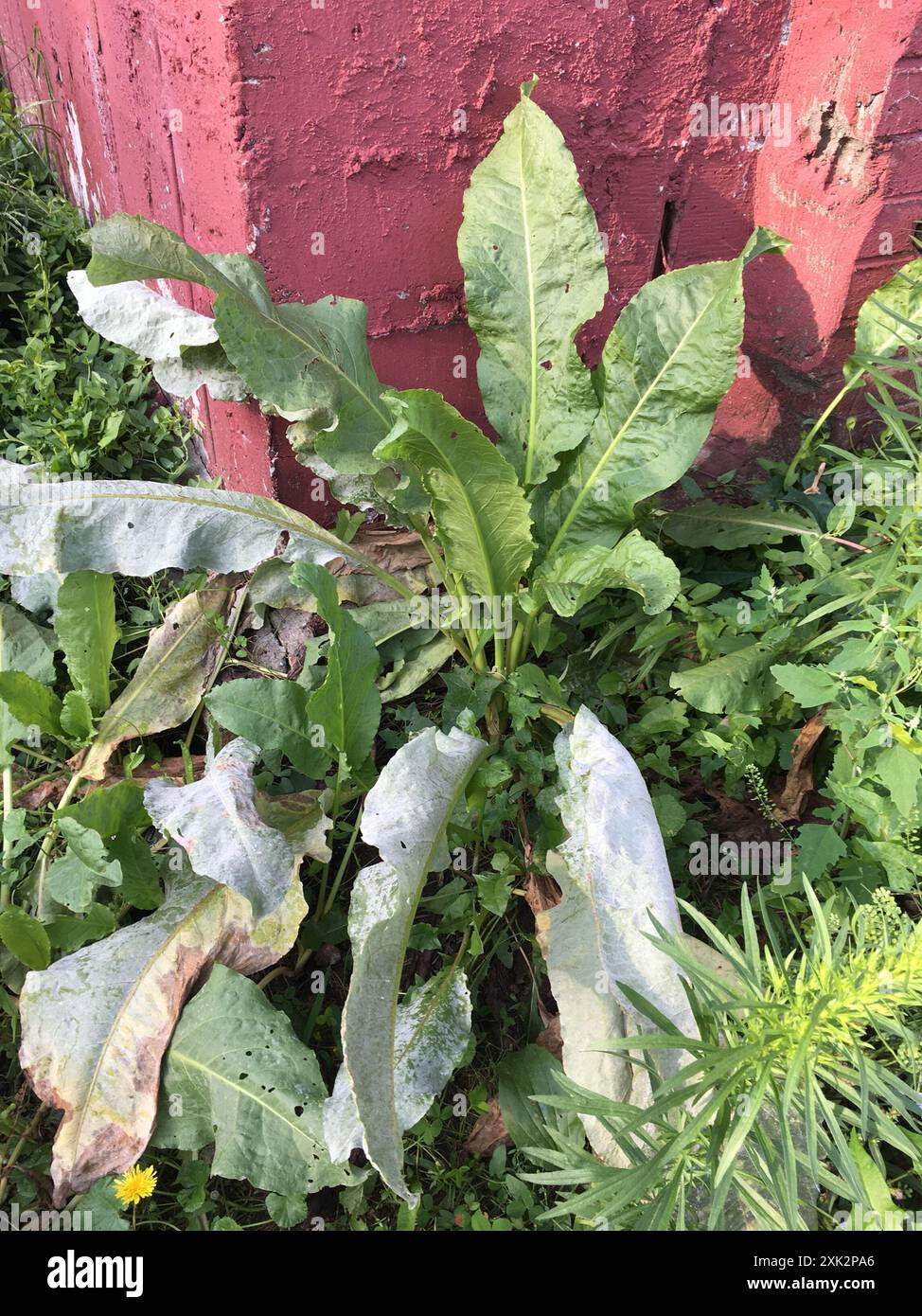 Patience Dock (Rumex patientia) Plantae Stock Photo - Alamy