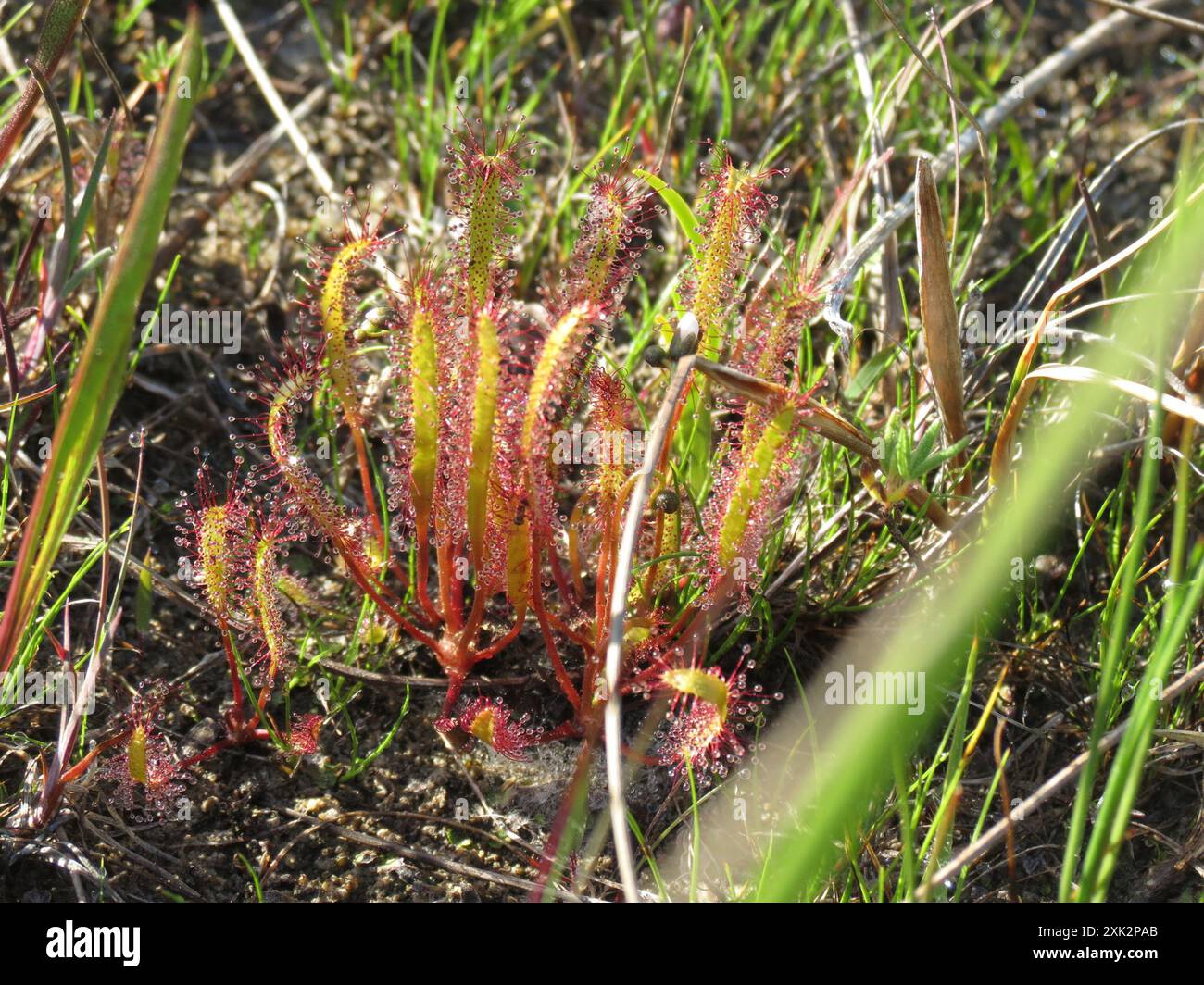 Slenderleaf Sundew (Drosera linearis) Plantae Stock Photo - Alamy