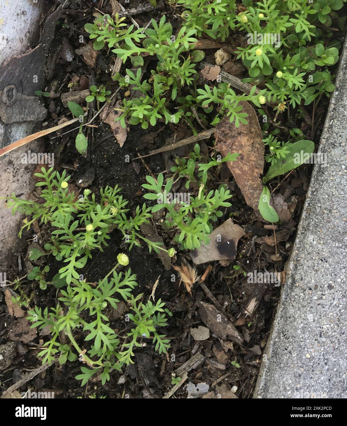 Common Cotula (Cotula australis) Plantae Stock Photo - Alamy