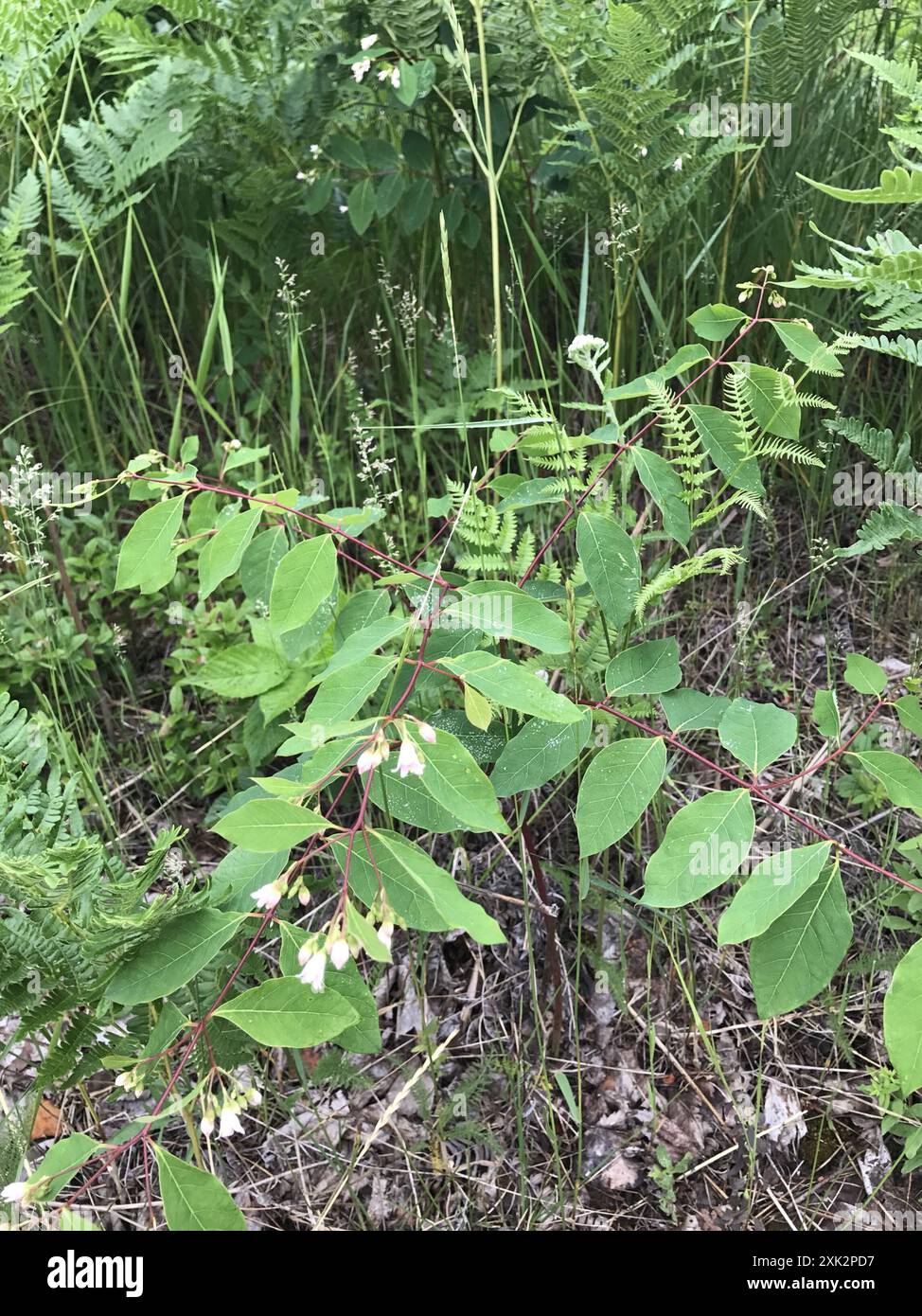 spreading dogbane (Apocynum androsaemifolium) Plantae Stock Photo - Alamy