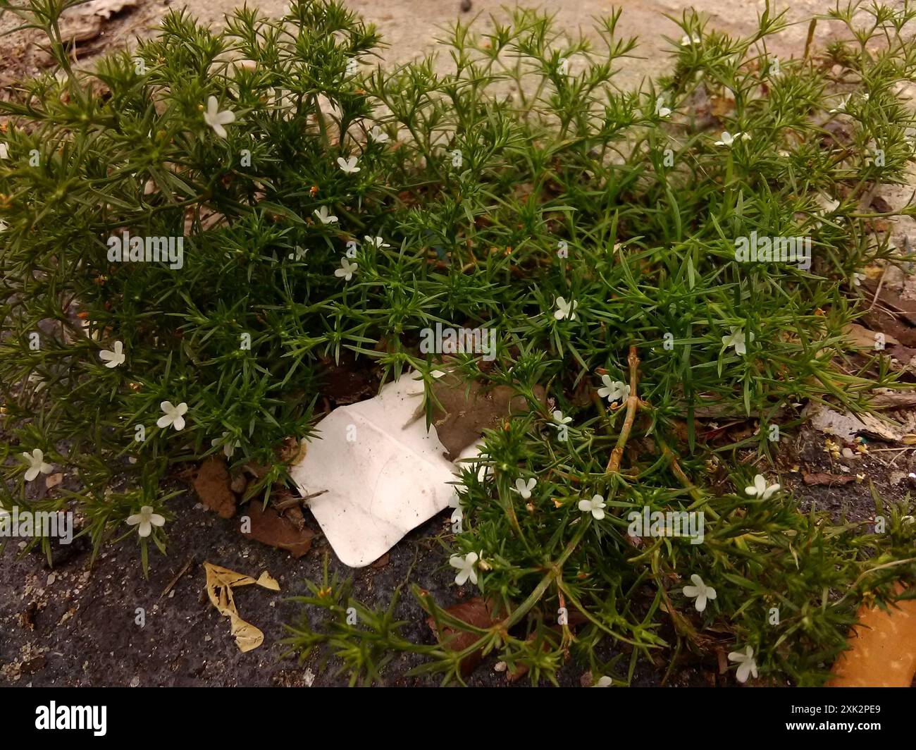Rust Weed (Polypremum procumbens) Plantae Stock Photo - Alamy