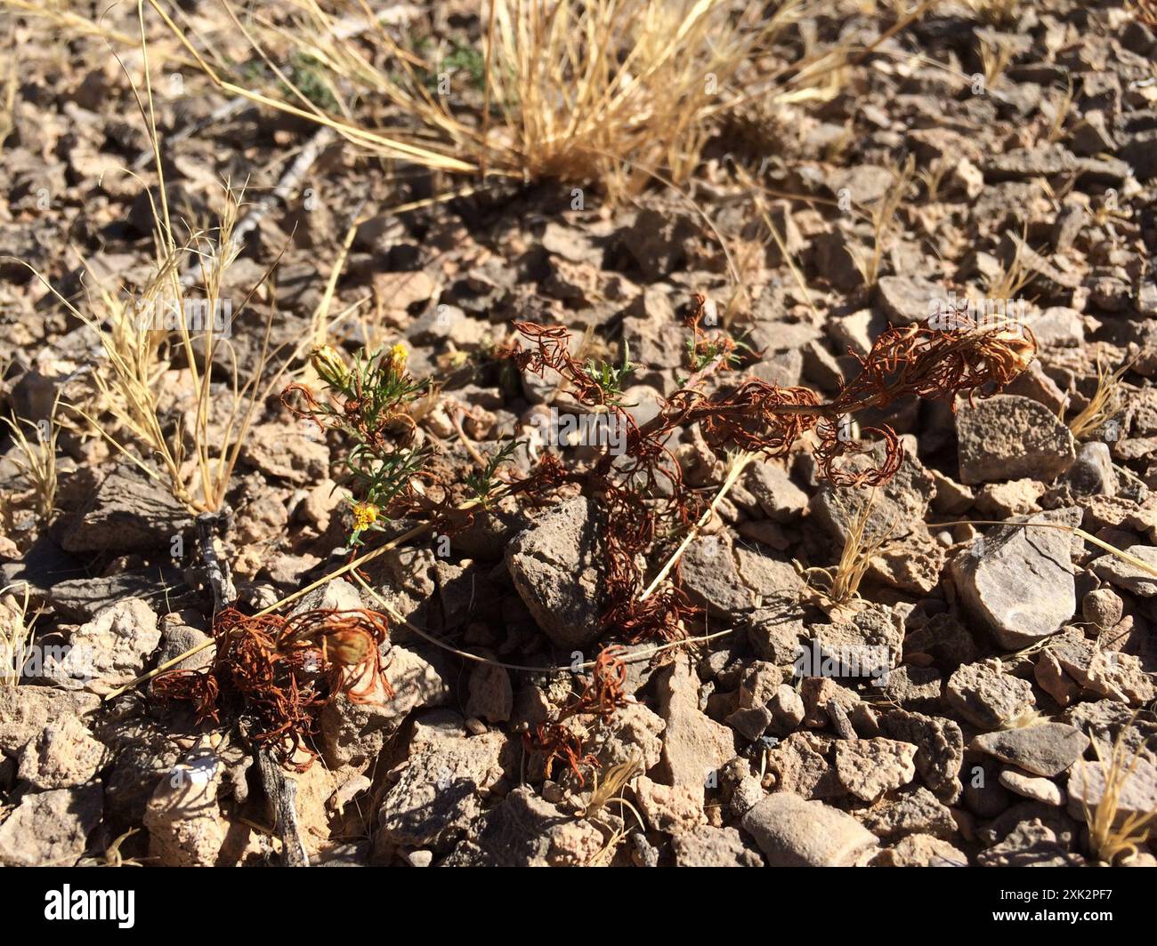 Fetid marigold (Dyssodia papposa) Plantae Stock Photo - Alamy