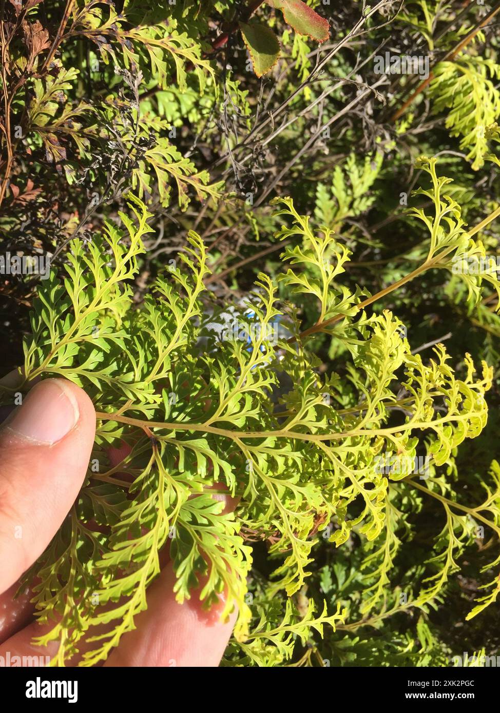 Fairy Fern (Odontosoria chinensis) Plantae Stock Photo - Alamy