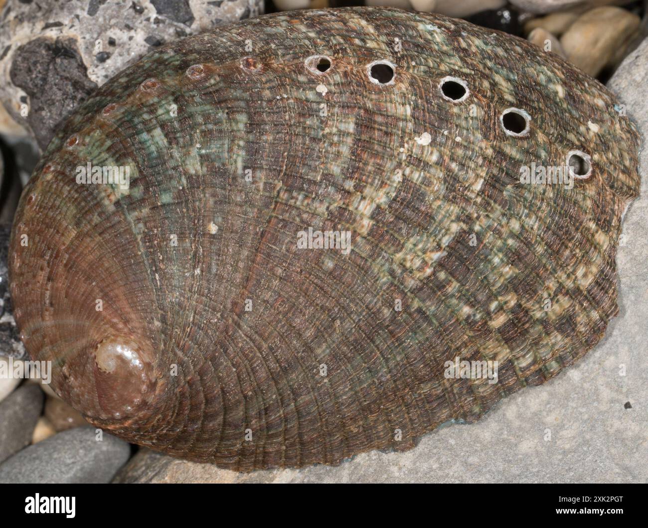 Green Abalone (Haliotis fulgens) Mollusca Stock Photo - Alamy