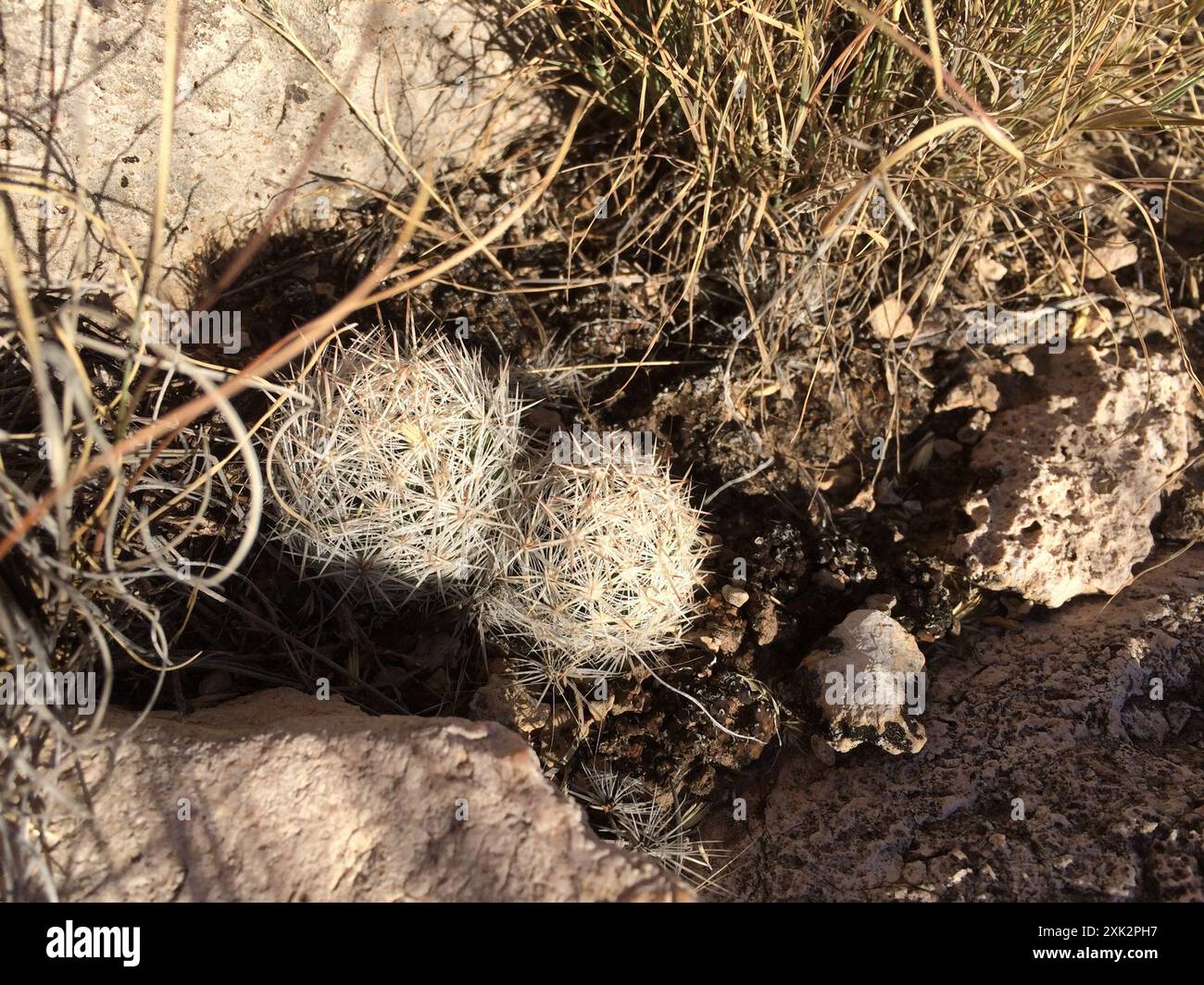 Whitecolumn Foxtail Cactus (Escobaria tuberculosa) Plantae Stock Photo ...