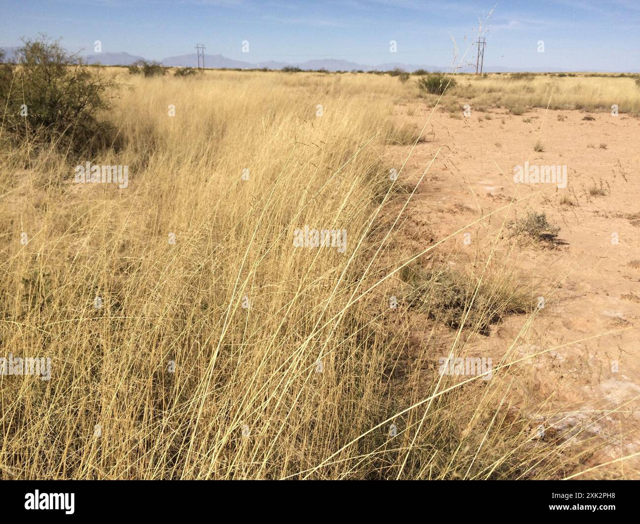 Alkali Sacaton (Sporobolus airoides) Plantae Stock Photo - Alamy