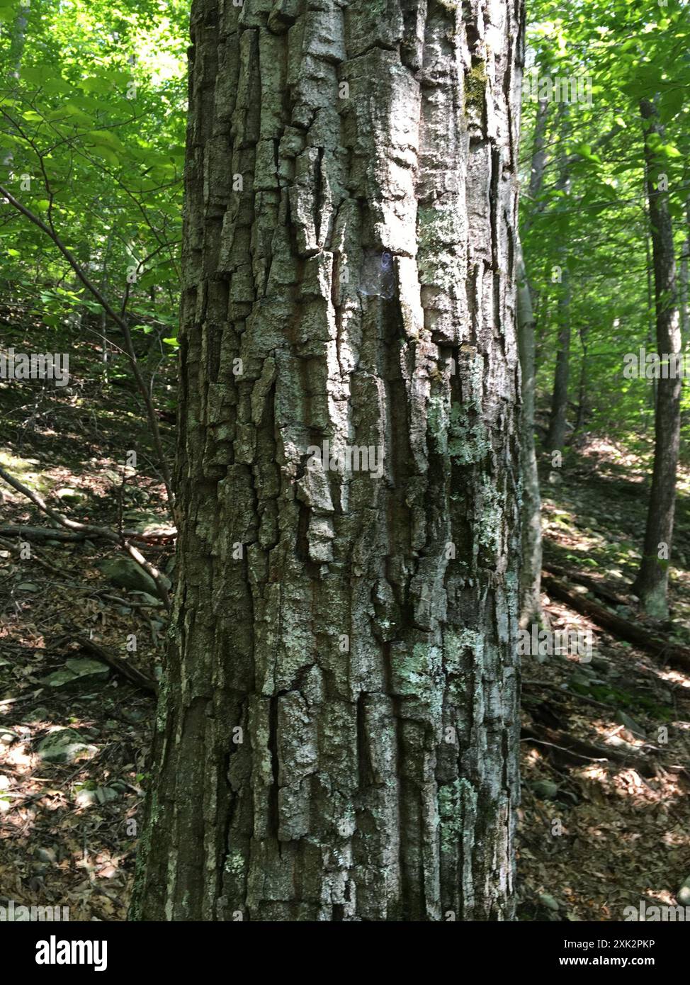 chestnut oak (Quercus montana) Plantae Stock Photo - Alamy