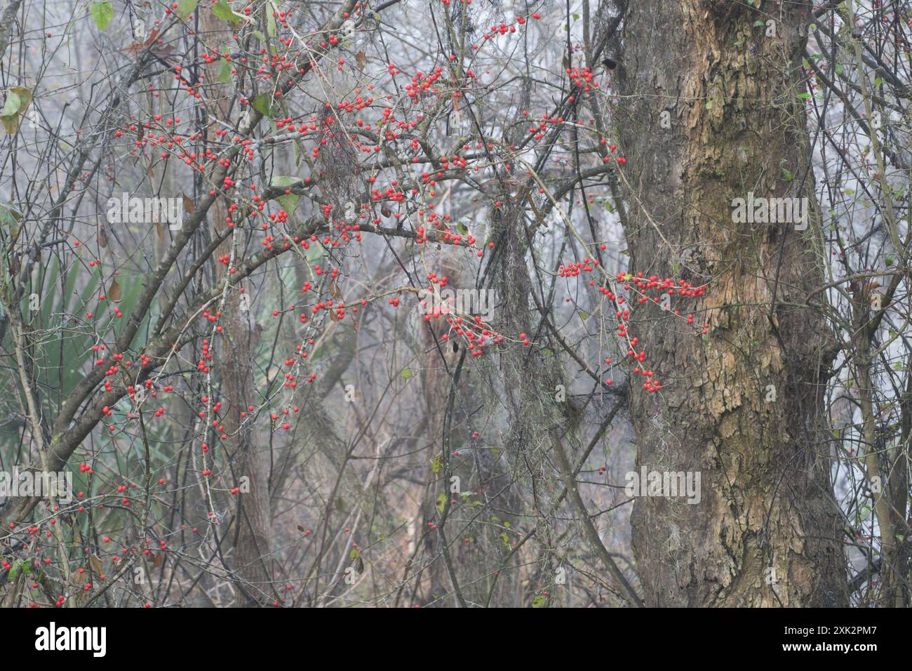 possumhaw (Ilex decidua) Plantae Stock Photo - Alamy