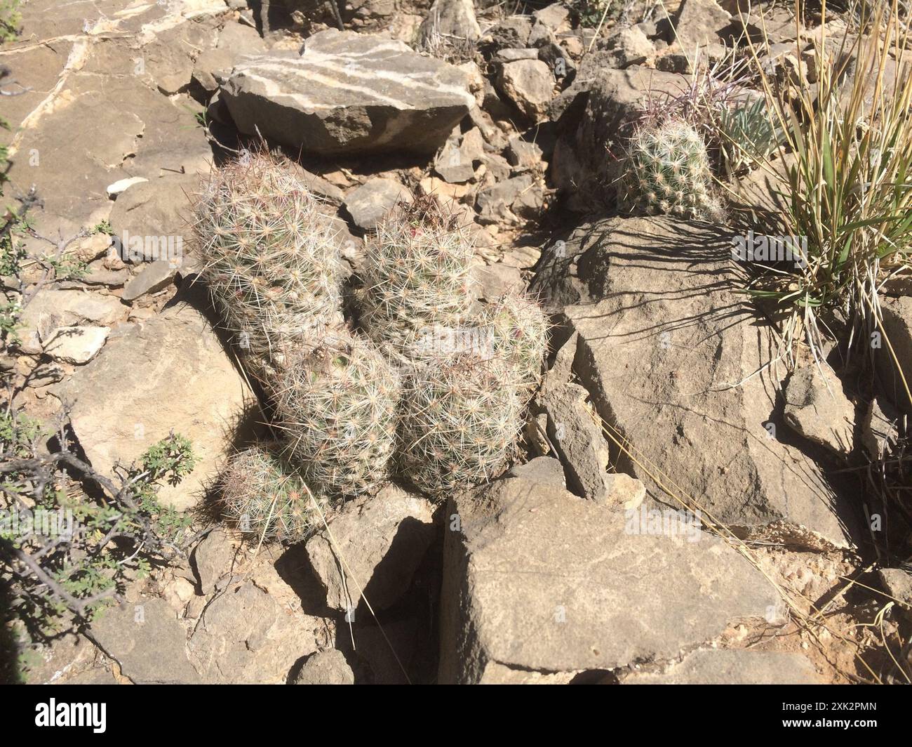 Whitecolumn foxtail cactus hi-res stock photography and images - Alamy