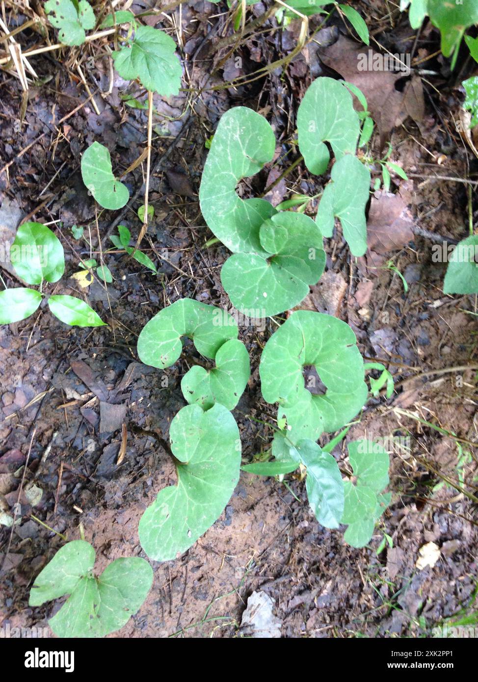 Canadian wild ginger (Asarum canadense) Plantae Stock Photo - Alamy