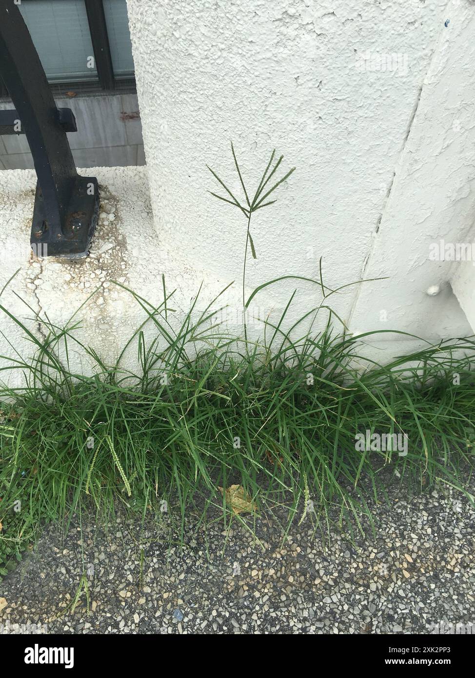 Goose Grass (Eleusine indica) Plantae Stock Photo - Alamy