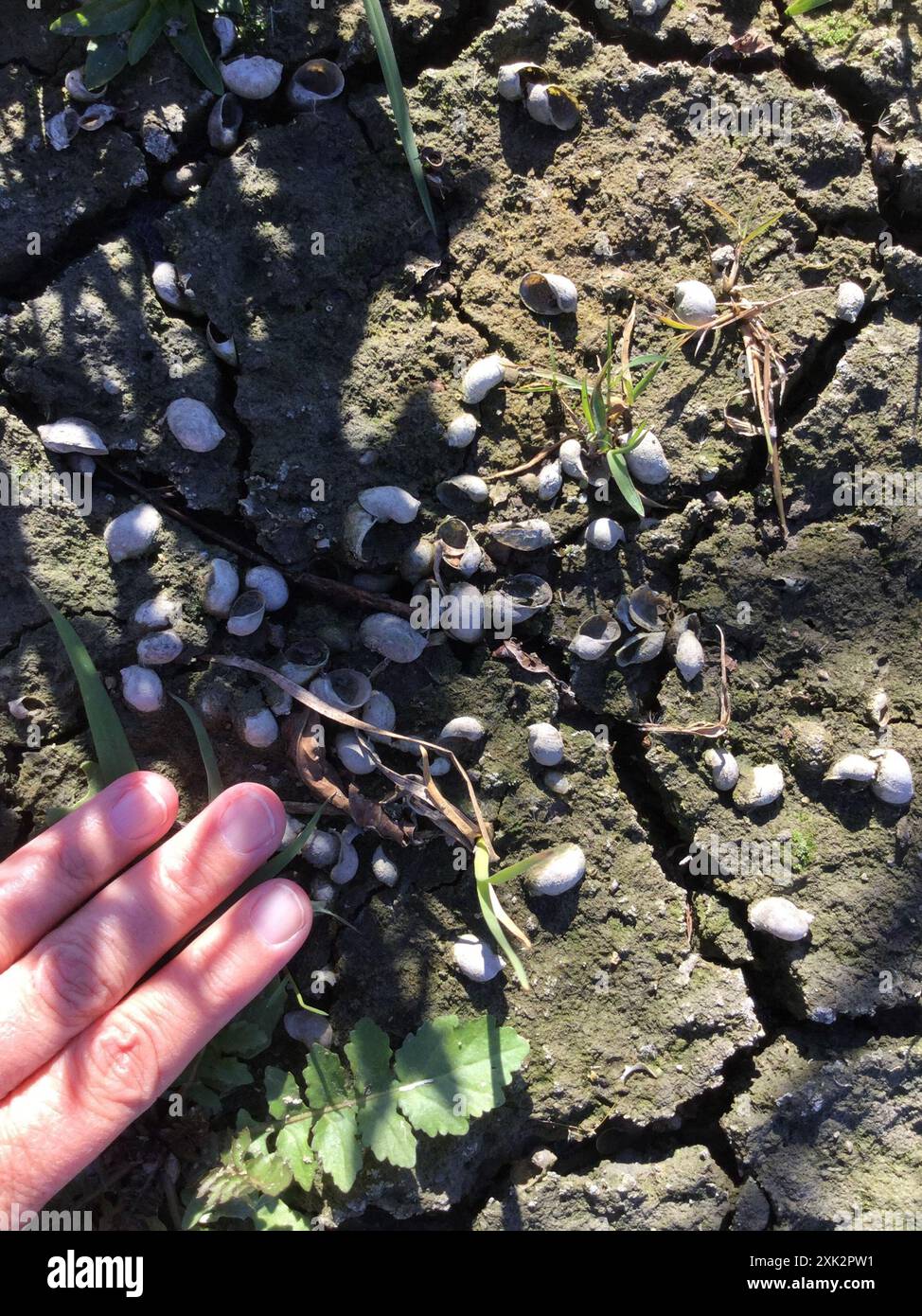 Radix auricularia hi-res stock photography and images - Alamy