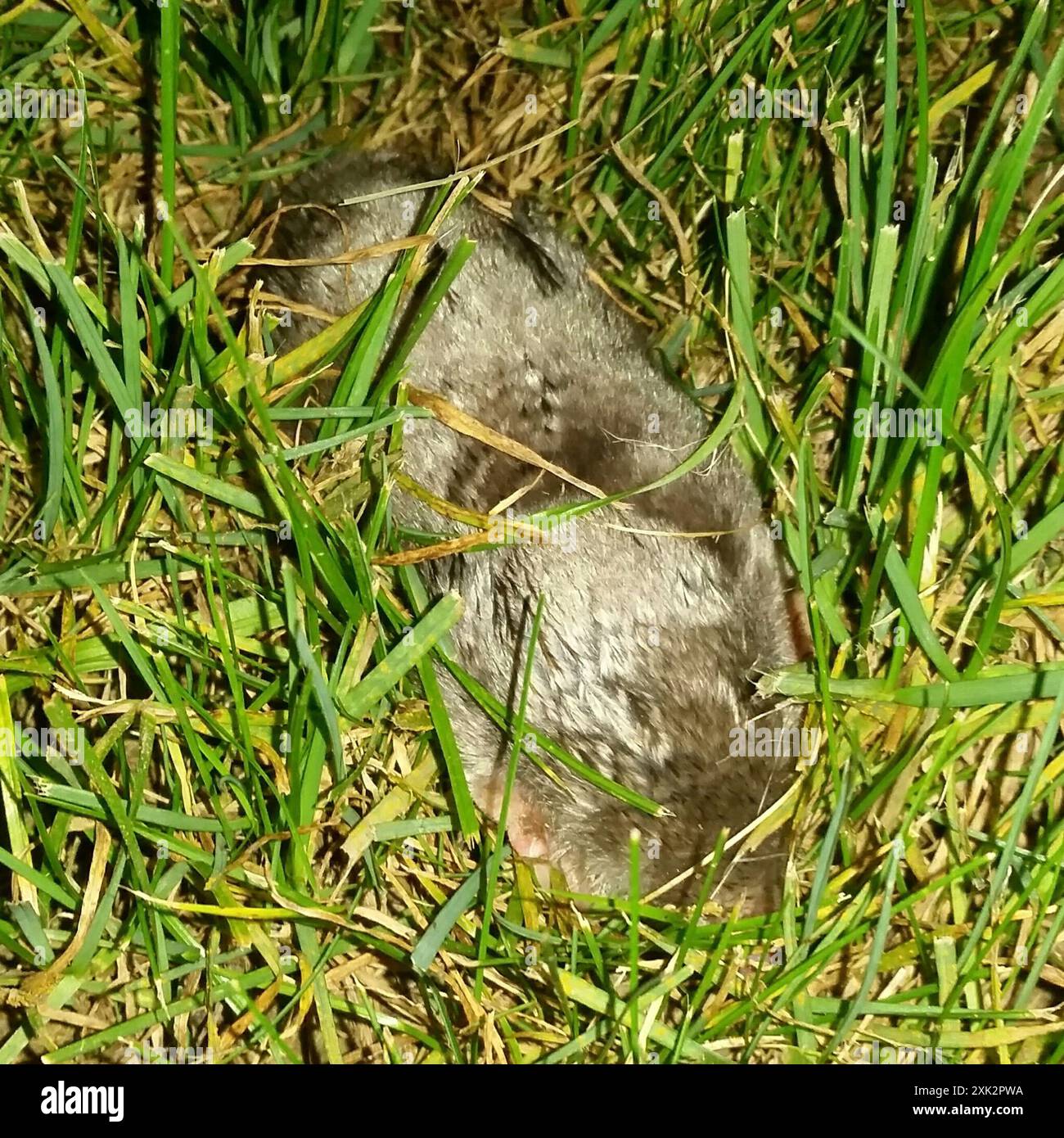 Scalopus hi-res stock photography and images - Alamy