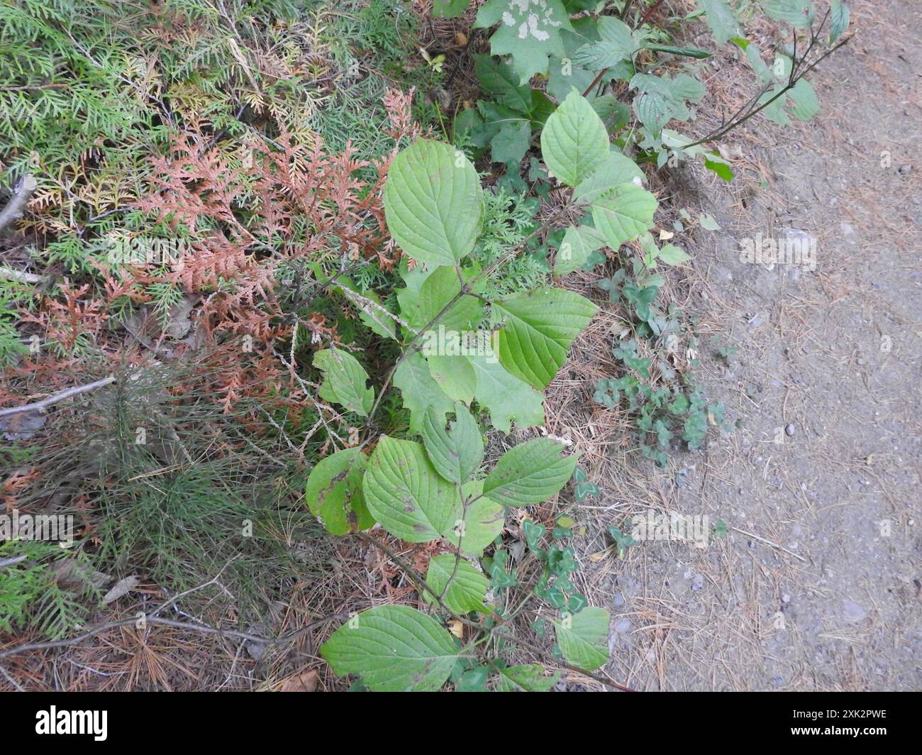 Round-leaved Dogwood (Cornus rugosa) Plantae Stock Photo - Alamy