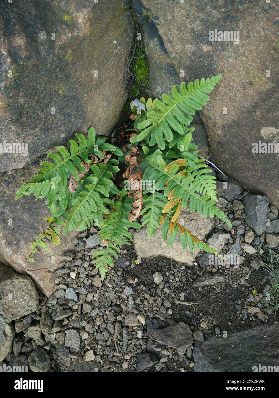 common polypody (Polypodium vulgare) Plantae Stock Photo - Alamy