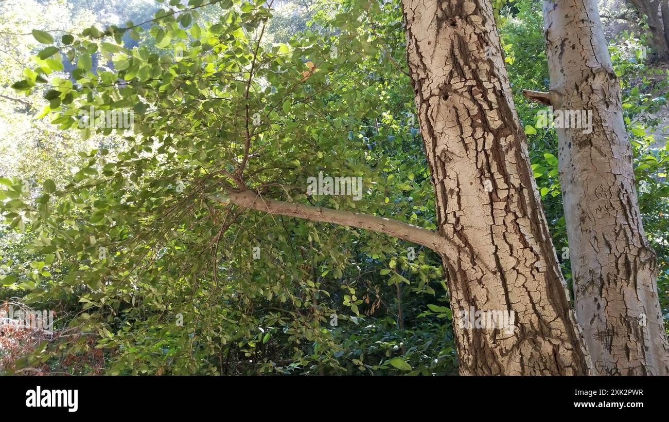 white alder (Alnus rhombifolia) Plantae Stock Photo - Alamy
