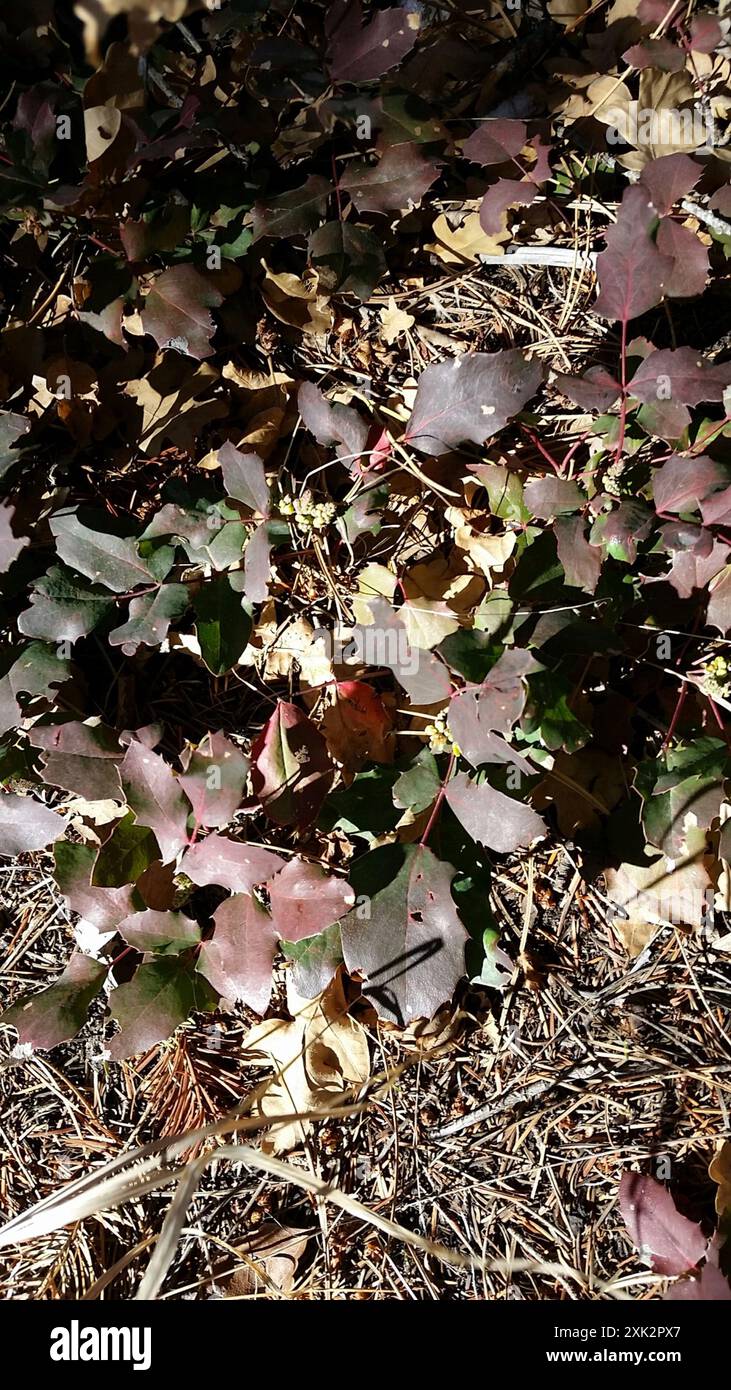 creeping mahonia (Berberis repens) Plantae Stock Photo - Alamy