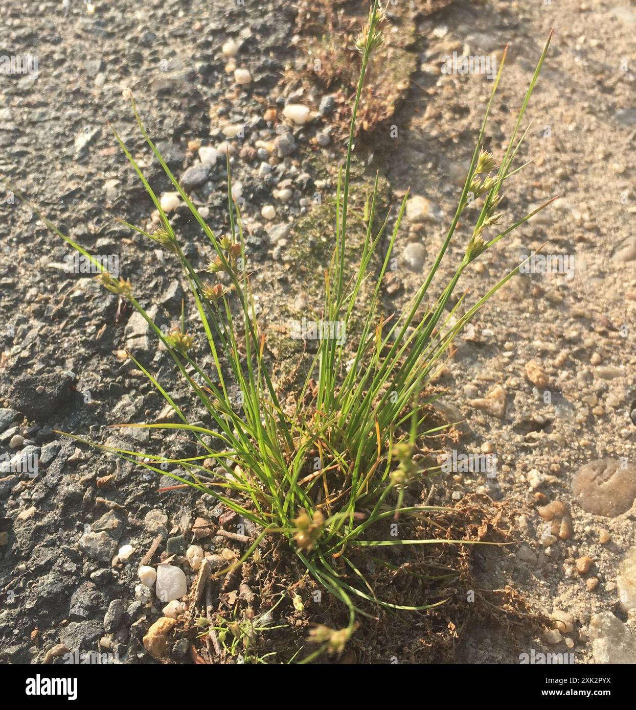 rushes (Juncus) Plantae Stock Photo - Alamy