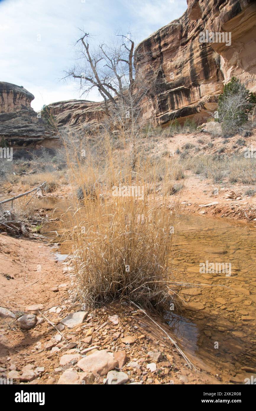 Alkali Sacaton (Sporobolus airoides) Plantae Stock Photo - Alamy