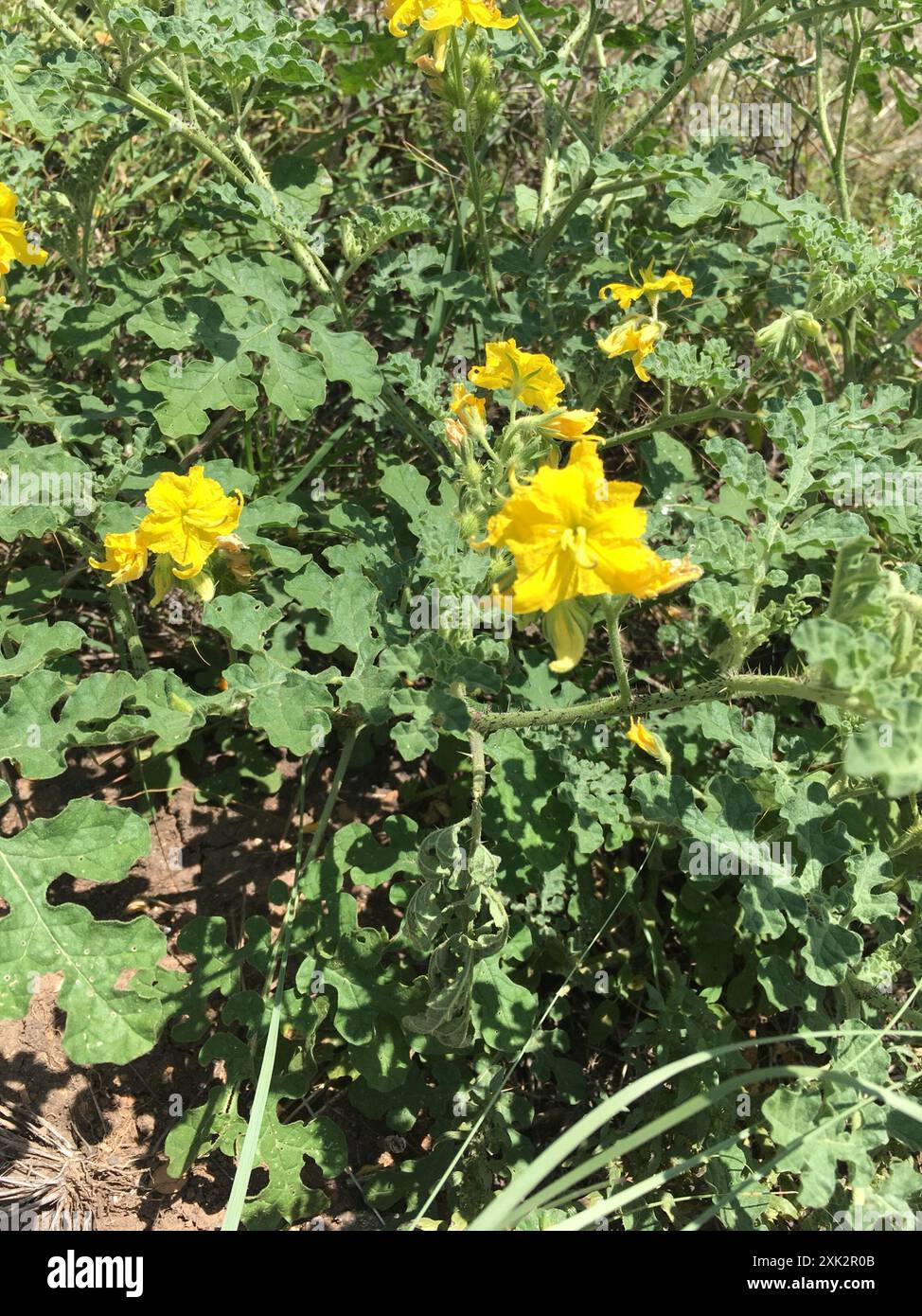 buffalo-bur (Solanum rostratum) Plantae Stock Photo - Alamy