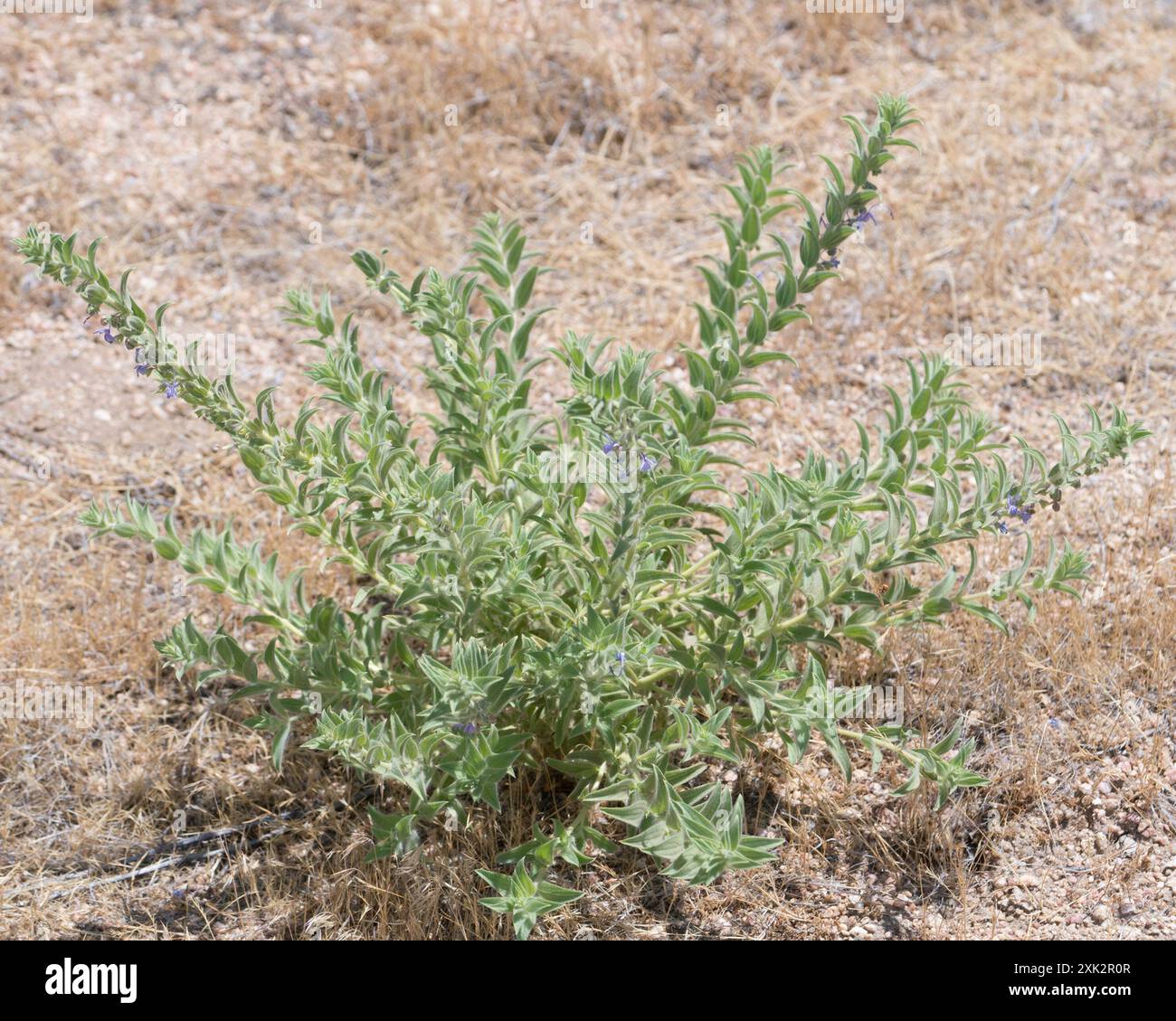 Vinegar Weed (Trichostema lanceolatum) Plantae Stock Photo - Alamy