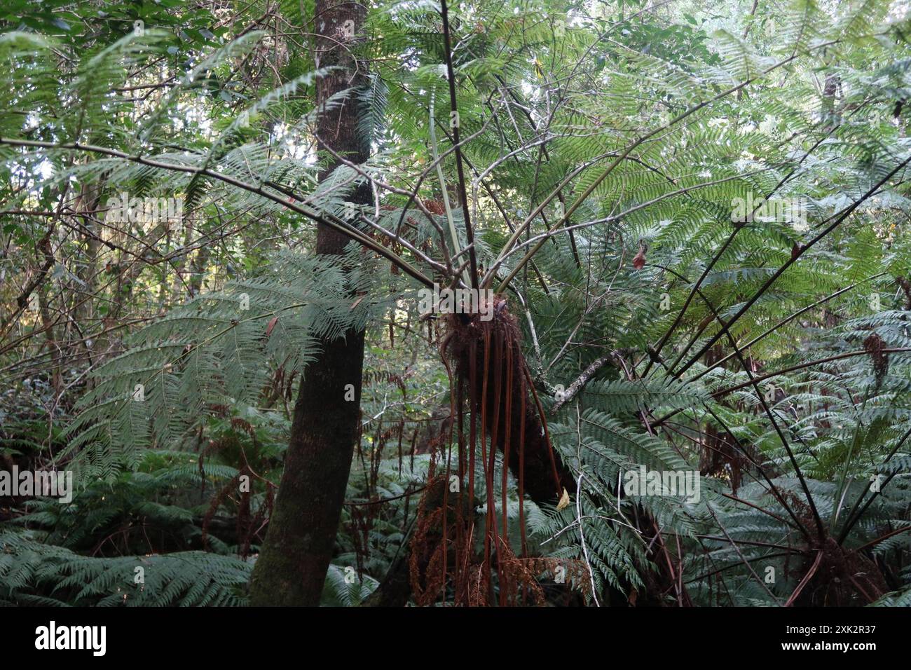 Forest Tree Fern (Cyathea capensis) Plantae Stock Photo - Alamy