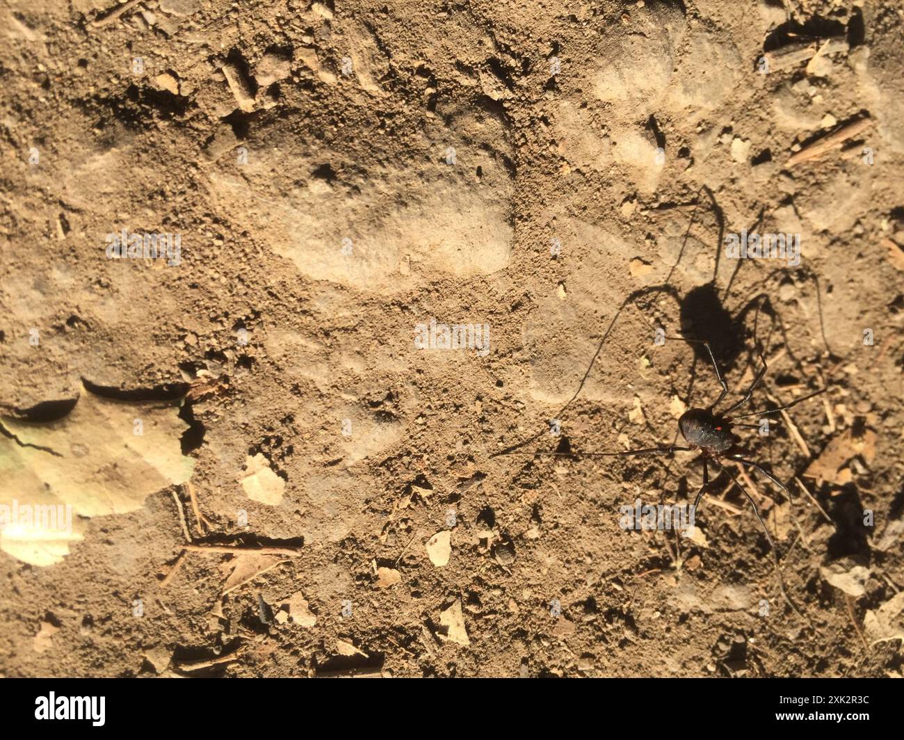 Protolophus hi-res stock photography and images - Alamy