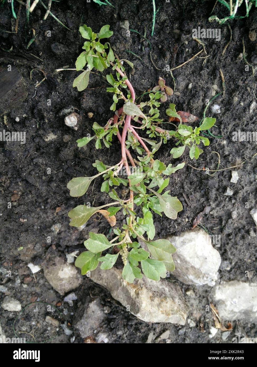 procumbent pigweed (Amaranthus blitoides) Plantae Stock Photo - Alamy