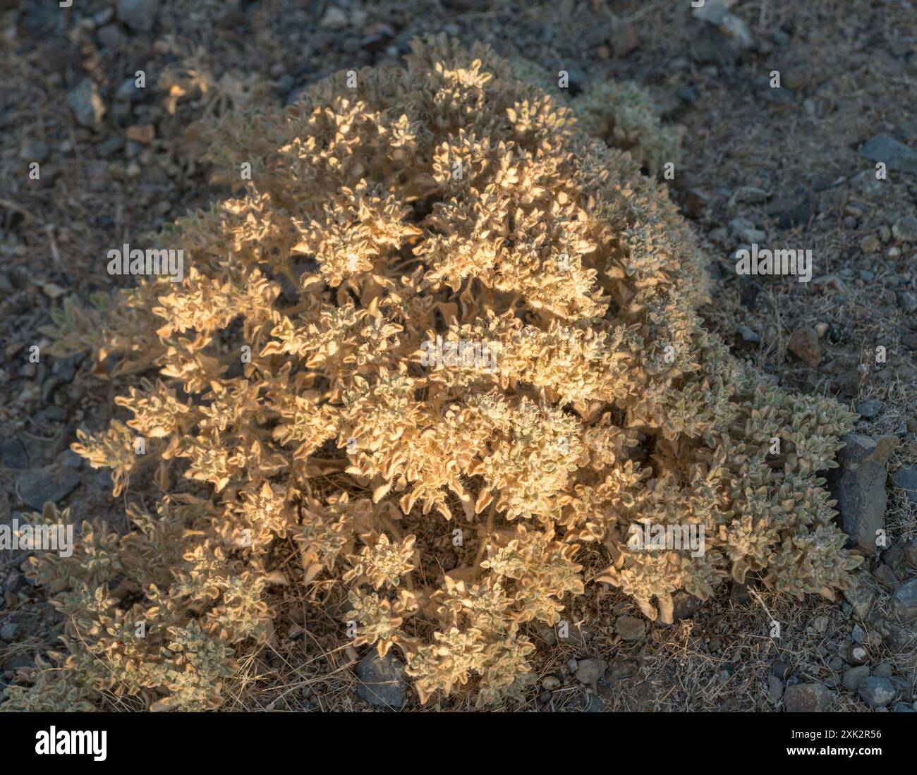 Turkey mullein hi-res stock photography and images - Alamy