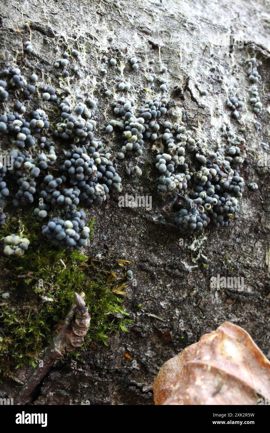 (Badhamia utricularis) Protozoa Stock Photo - Alamy
