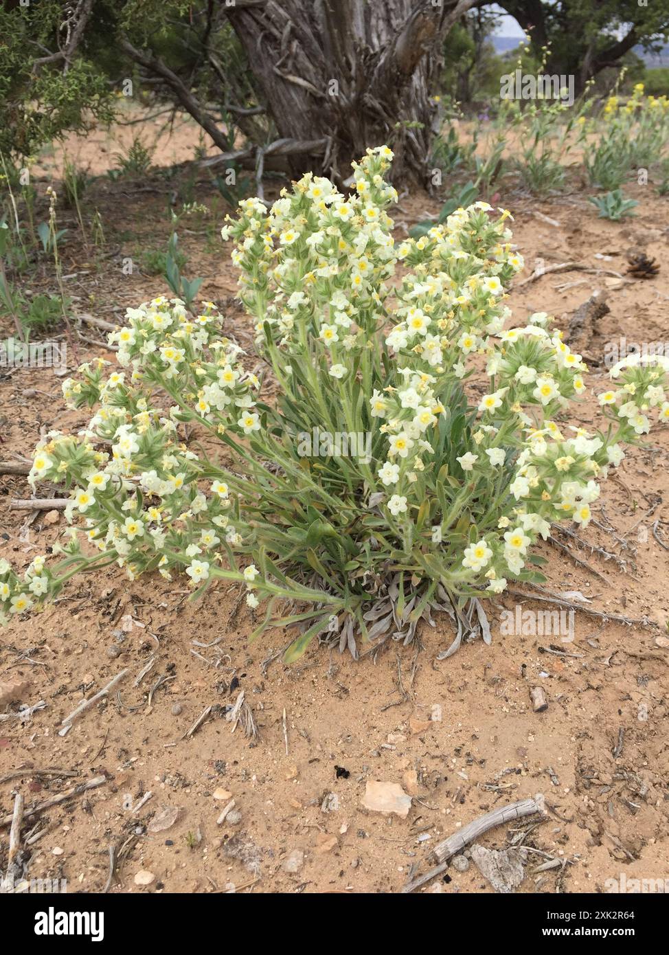 Yellow-eyed Cryptantha (Oreocarya flavoculata) Plantae Stock Photo - Alamy