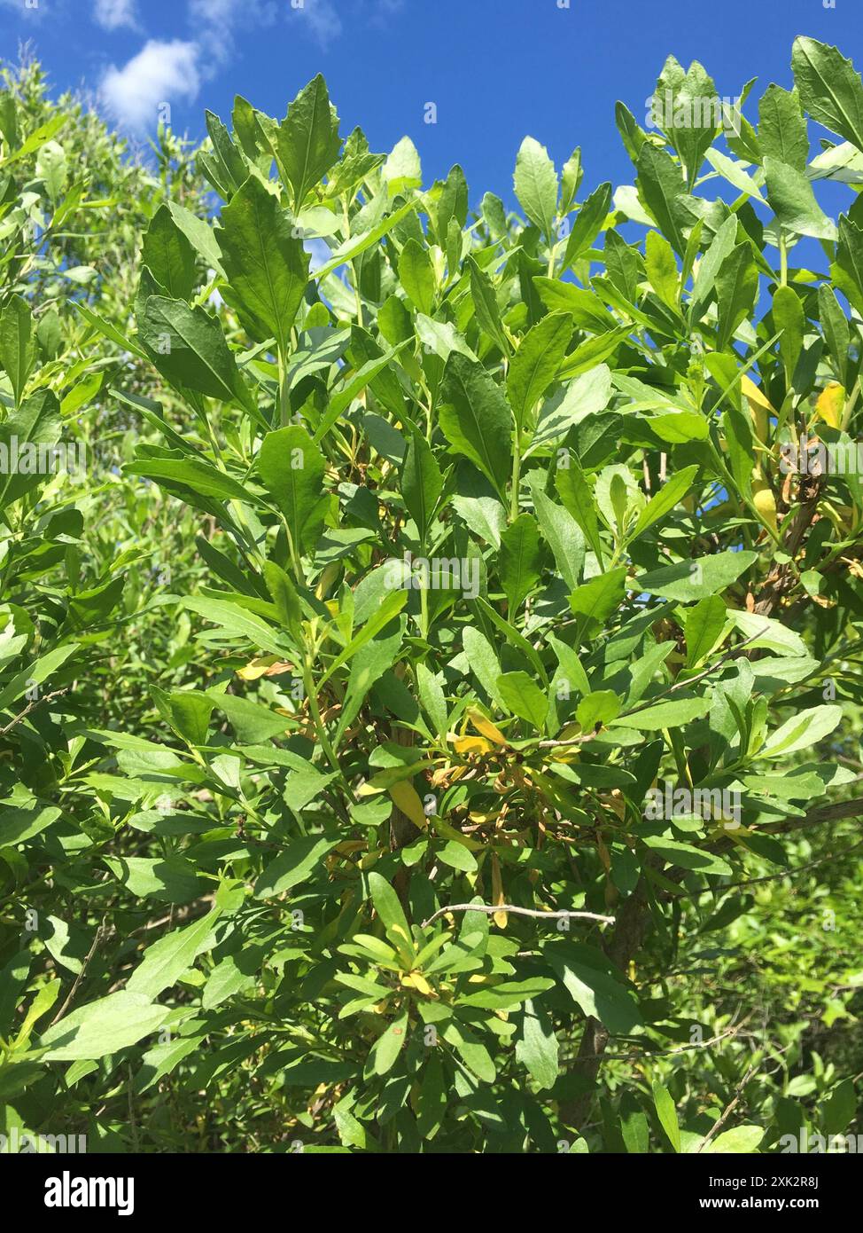 groundsel tree (Baccharis halimifolia) Plantae Stock Photo - Alamy