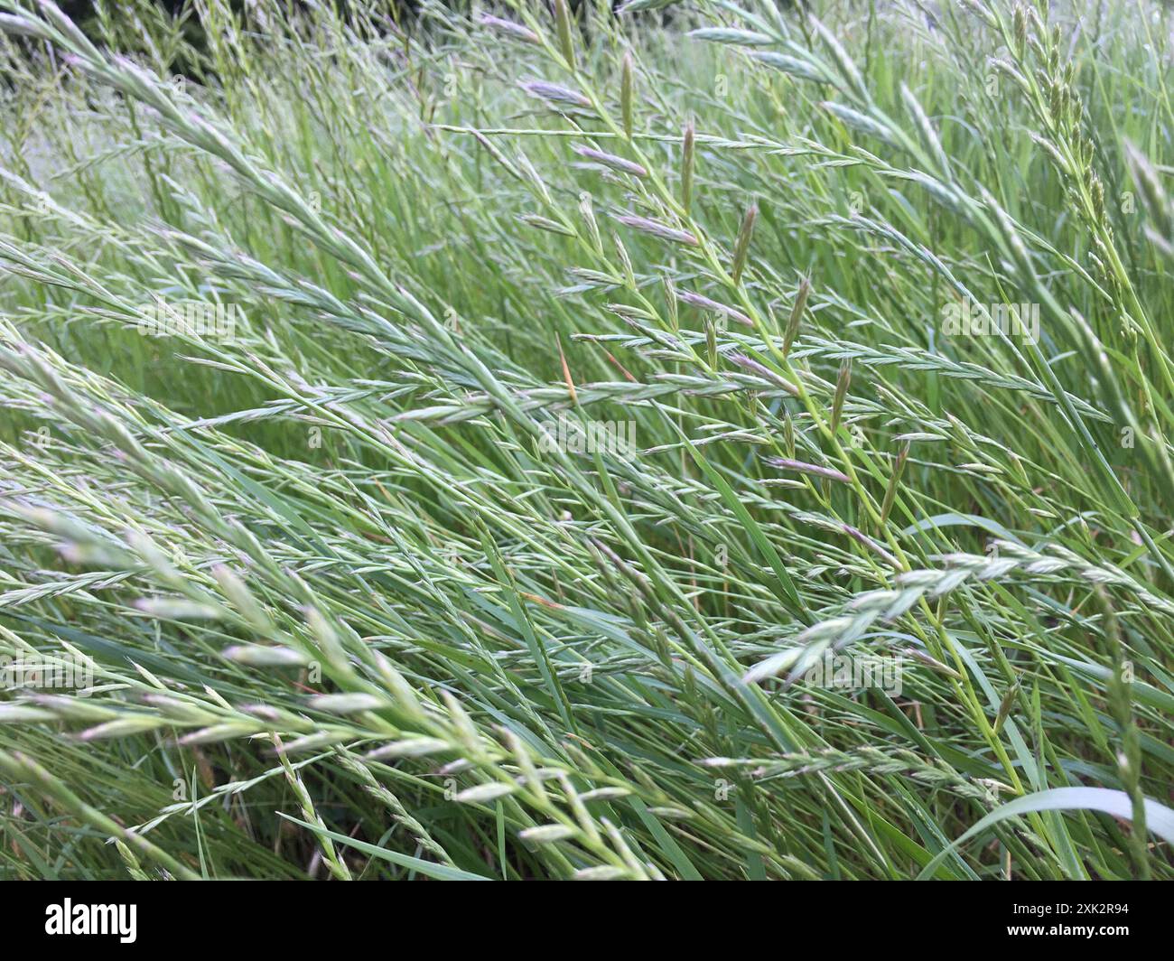 Italian Ryegrass (Lolium multiflorum) Plantae Stock Photo - Alamy