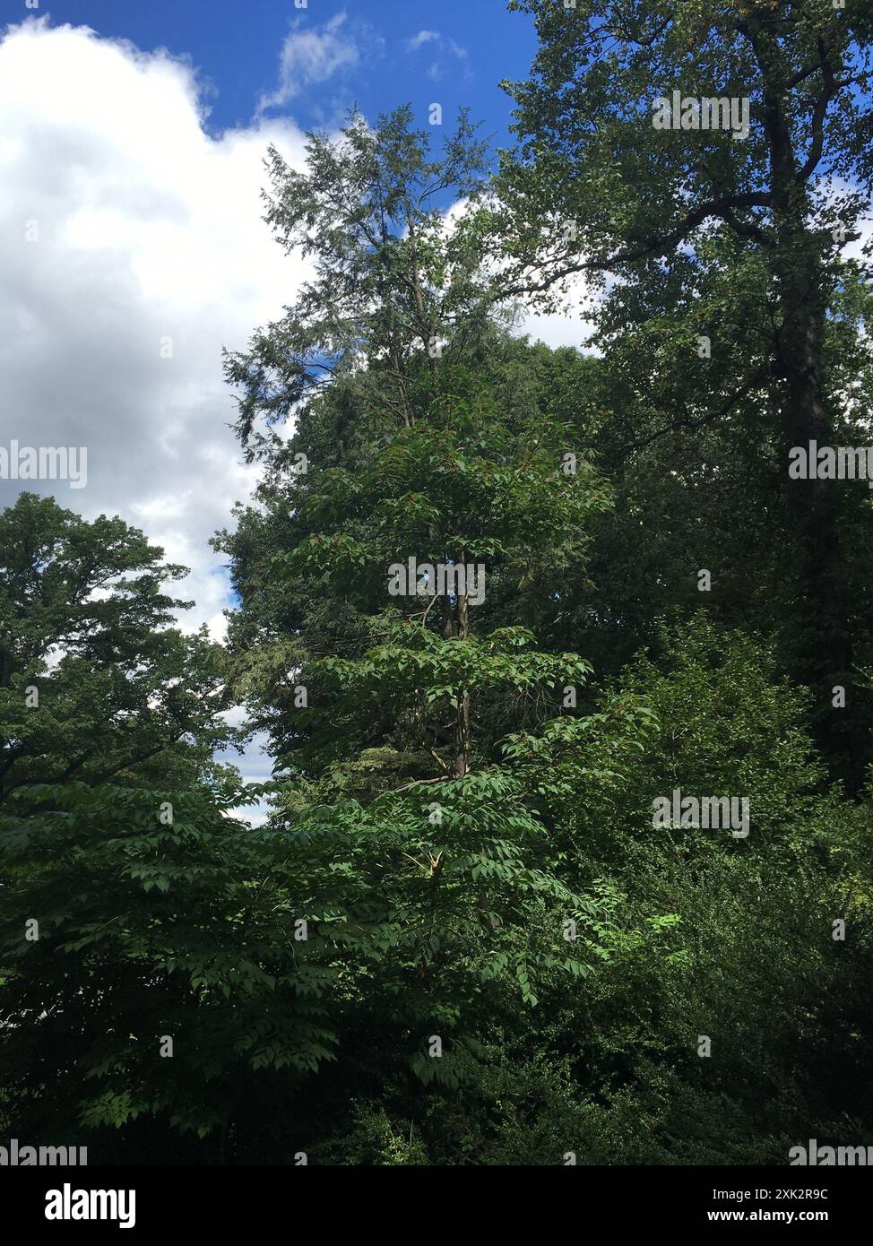 Wonder tree (Idesia polycarpa) Plantae Stock Photo - Alamy