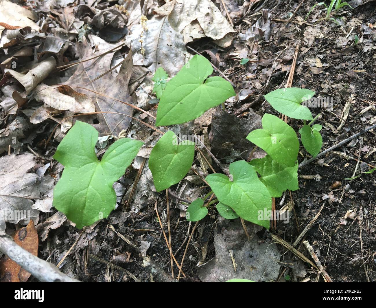 Rattlesnake roots hi-res stock photography and images - Alamy