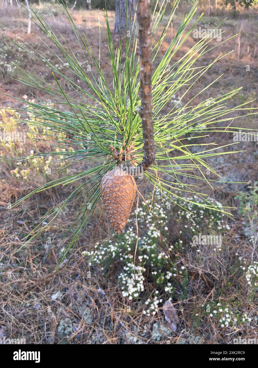 pond pine (Pinus serotina) Plantae Stock Photo - Alamy