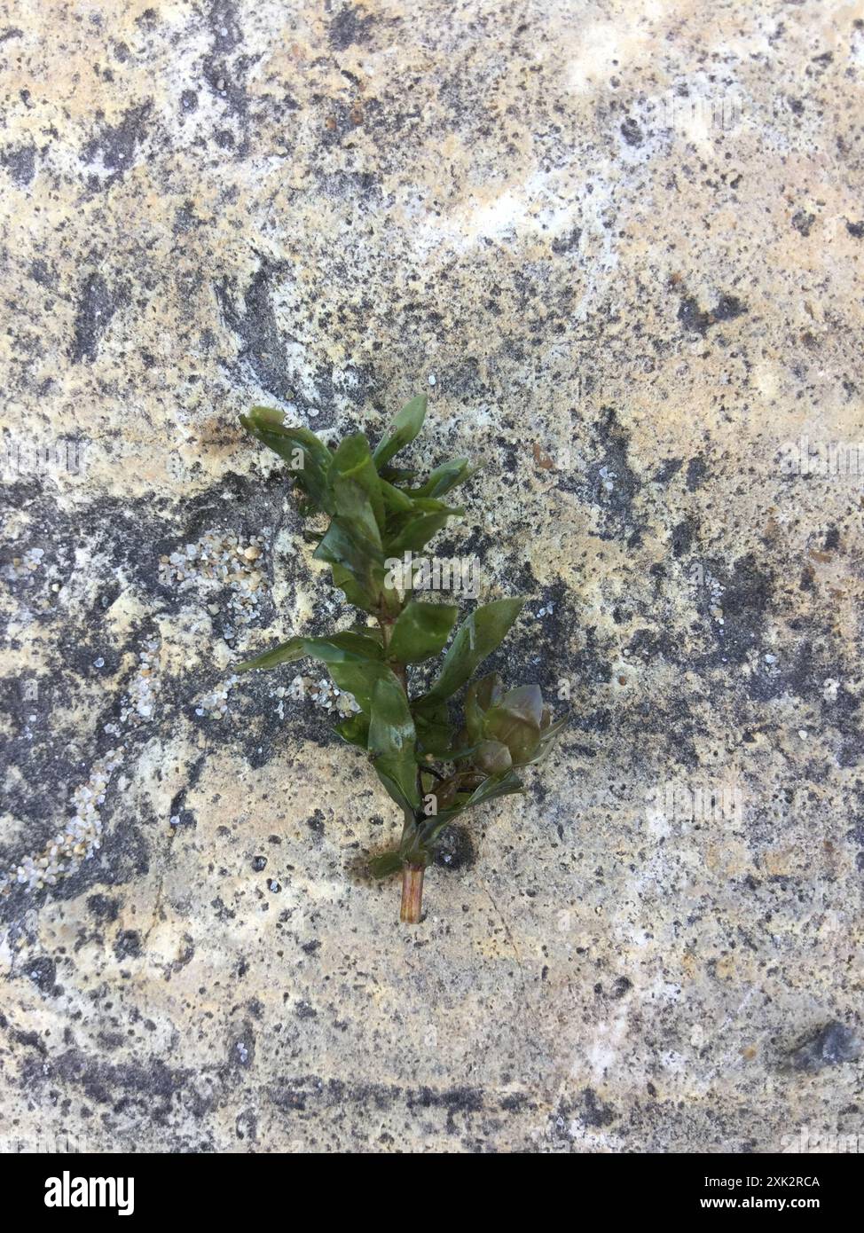 Canadian Waterweed (Elodea canadensis) Plantae Stock Photo - Alamy